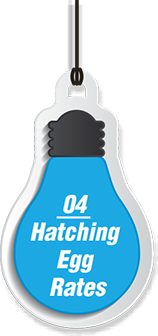 Egg Rates, Cull Bird Rate, Feed Rates, Hatching Egg Rates, Broiler ...